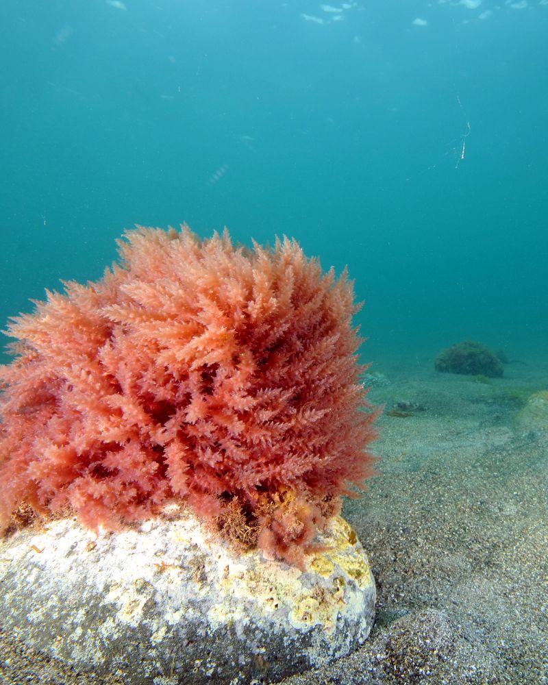 Alga rossa, elisir di giovinezza: scopri tutti i benefici per la tua ...